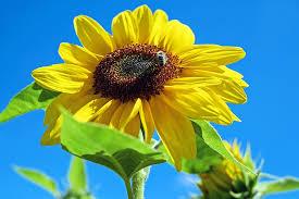 如何在 Python-OpenCV 中使用`cv2.inRange`检测两种不同的颜色?_python_Mangs-Python